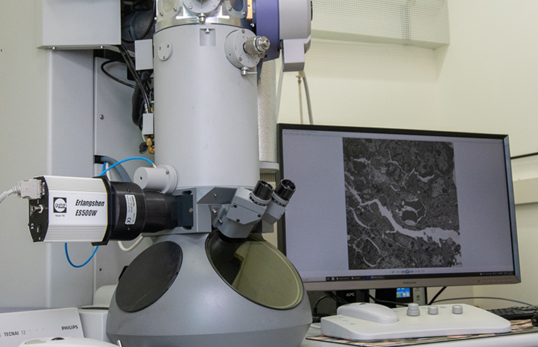 Electron Microscopy | Tecnai T12 (Twin) TEM (Thermo Fisher Scientific ...